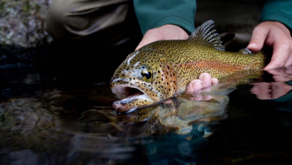 Alice’s Angle: The Flav - Fly Fishing | Gink and Gasoline | How to Fly ...