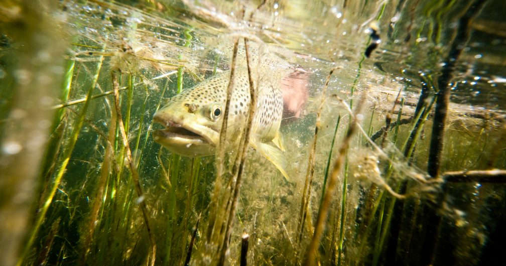 Small Stream Structure Part I- Substrate - Fly Fishing | Gink and ...