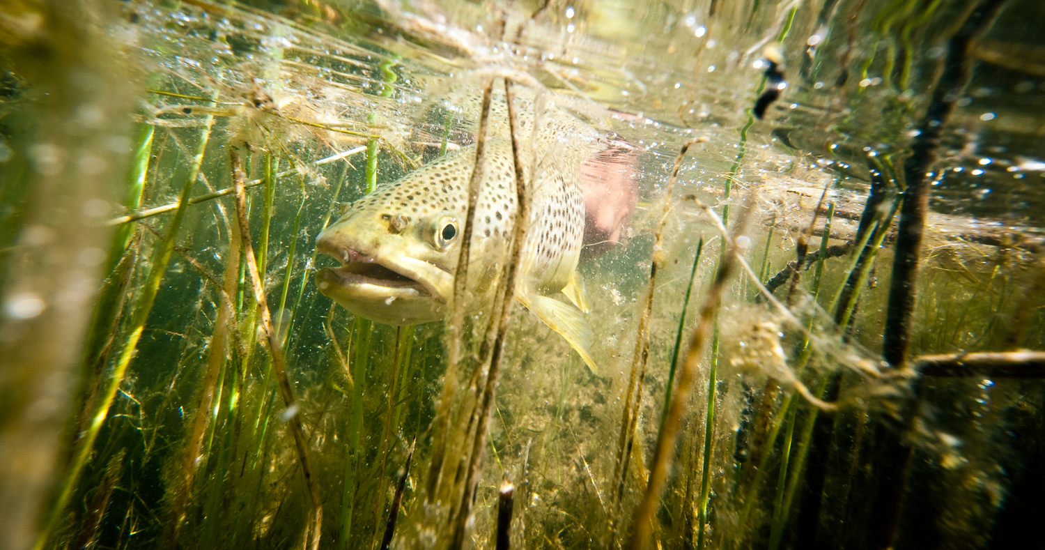 Small Stream Structure Part I- Substrate - Fly Fishing | Gink and ...