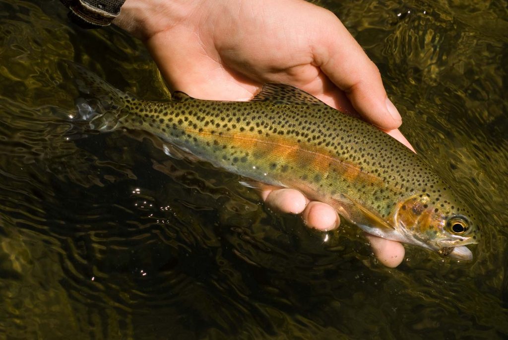 Small Stream Structure- Woody Debris and Other External Features - Fly ...