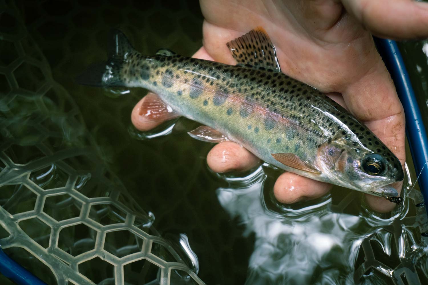 Stealth on Small Streams - Fly Fishing | Gink and Gasoline | How to Fly ...