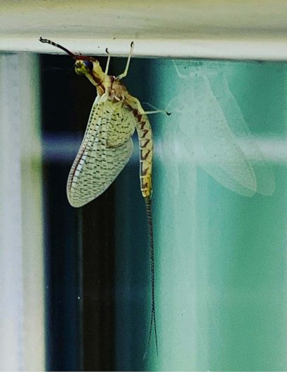 Demystifying The Hex Hatch - Fly Fishing | Gink and Gasoline | How to ...