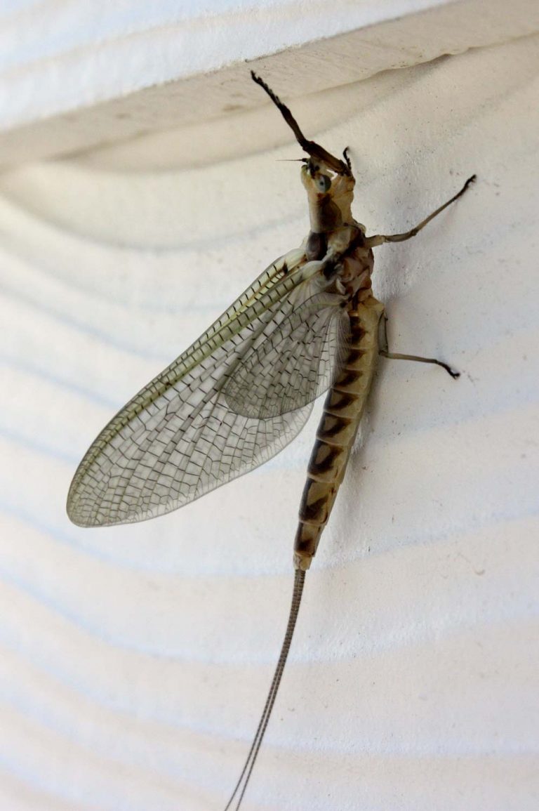 Demystifying The Hex Hatch - Fly Fishing | Gink and Gasoline | How to ...