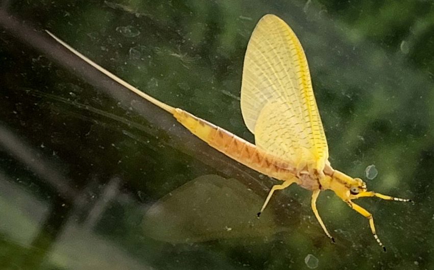 Demystifying The Hex Hatch - Fly Fishing | Gink and Gasoline | How to ...